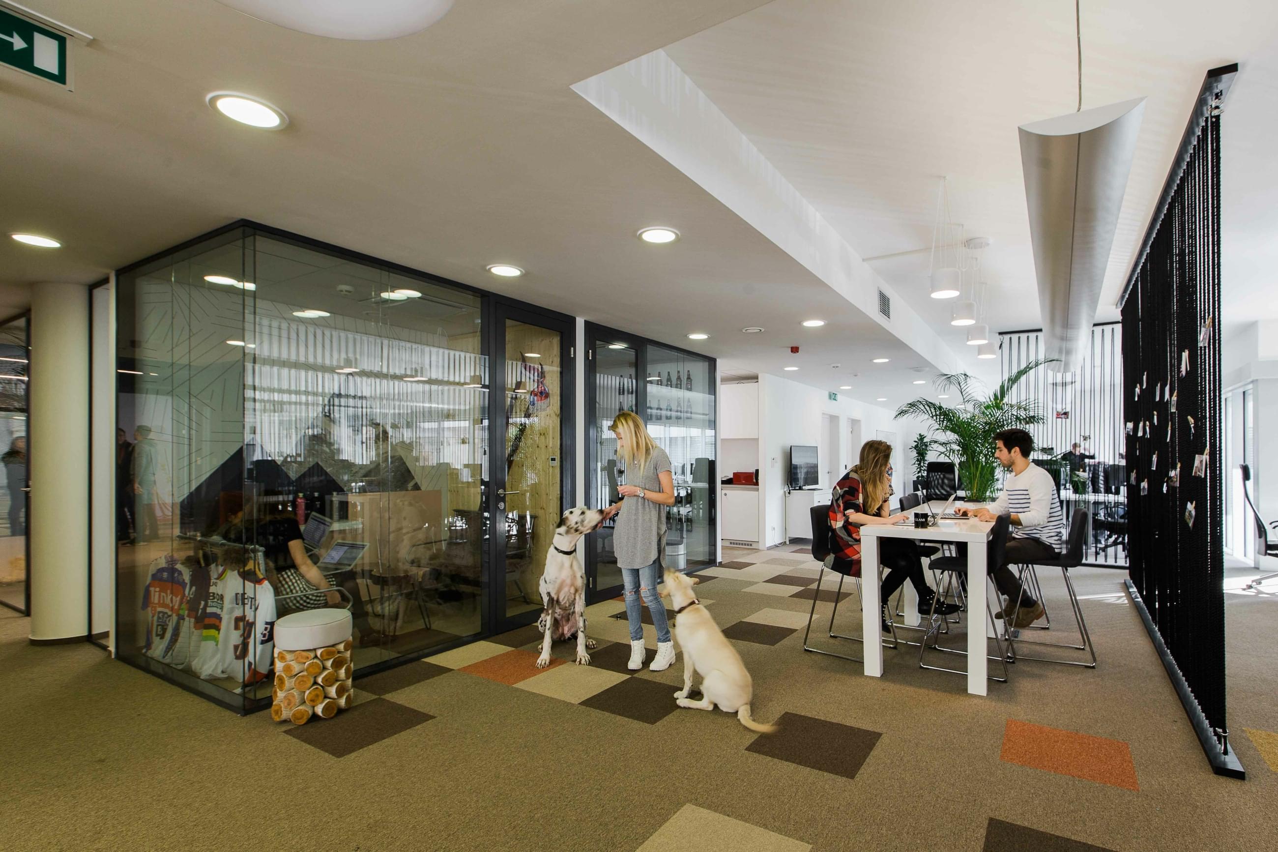 Dog-friendly office: what are the trends and where to start? | CAPEXUS.cz